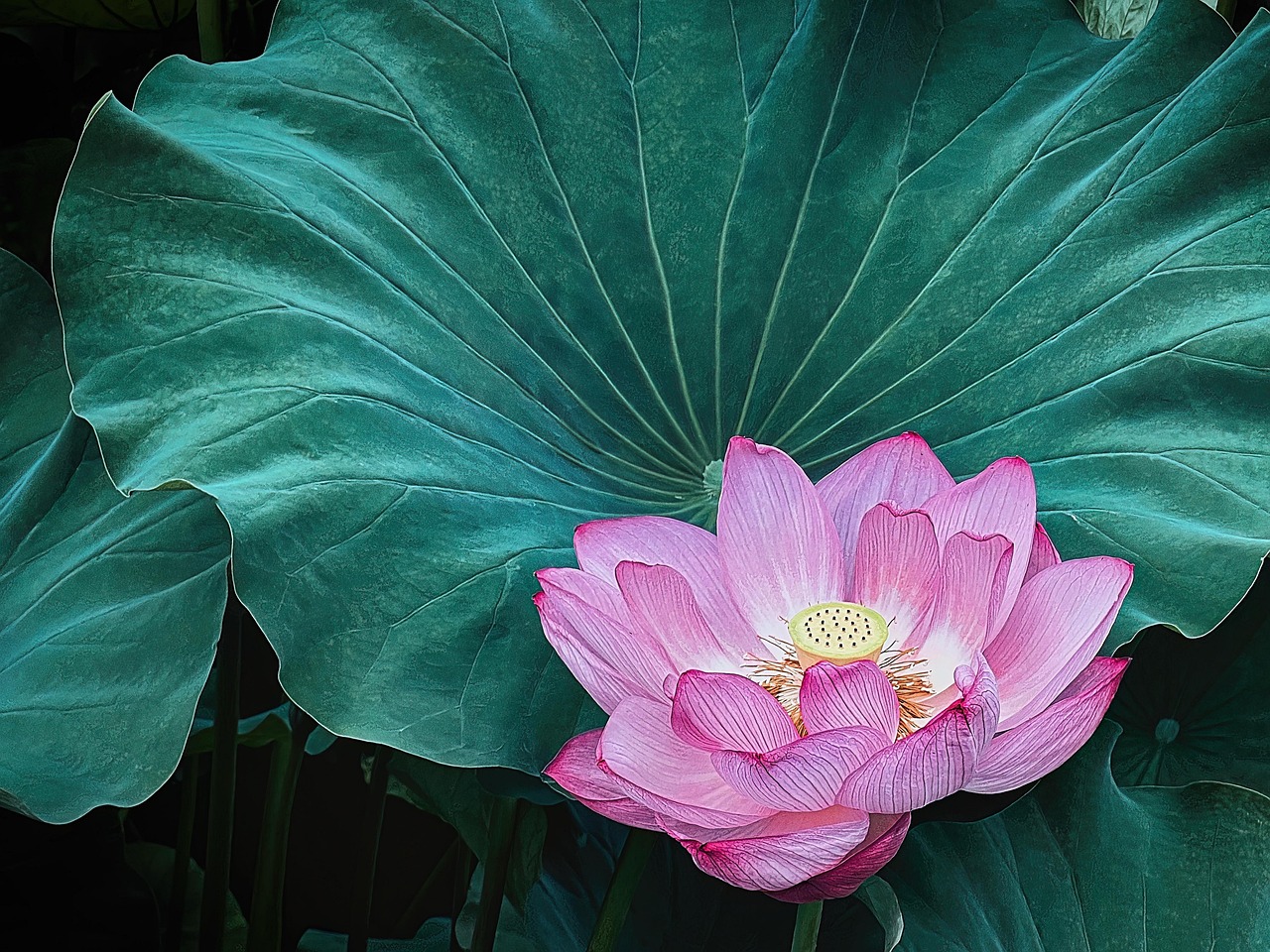 Aquatic Plants Blooming Botanical Free Photo On Pixabay Pixabay Aquatic Plants Blooming Botanical Free Photo On Pixabay Pixabay