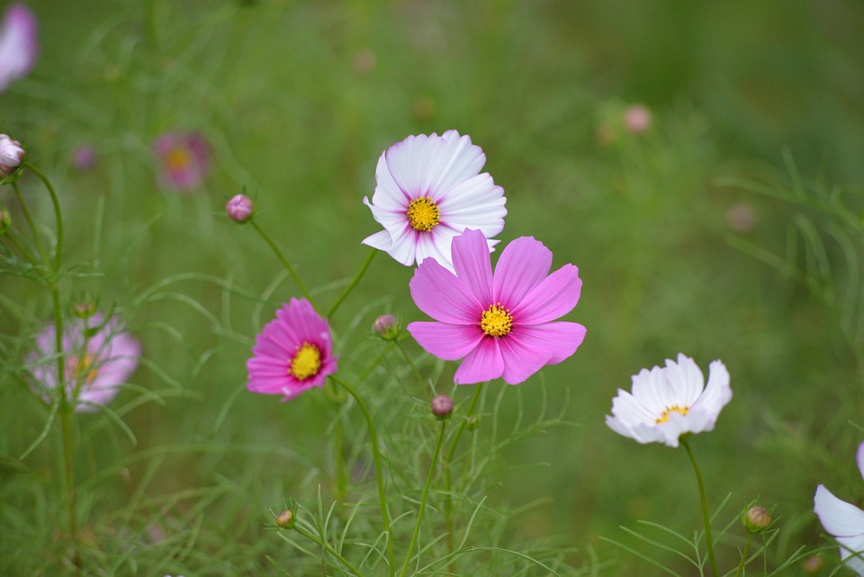 Blumen Kosmos Blühende Plfanzen - Kostenloses Foto auf Pixabay