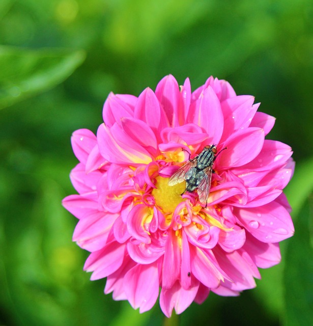 Dalia Rosa Volar Polinización - Foto gratis en Pixabay - Pixabay