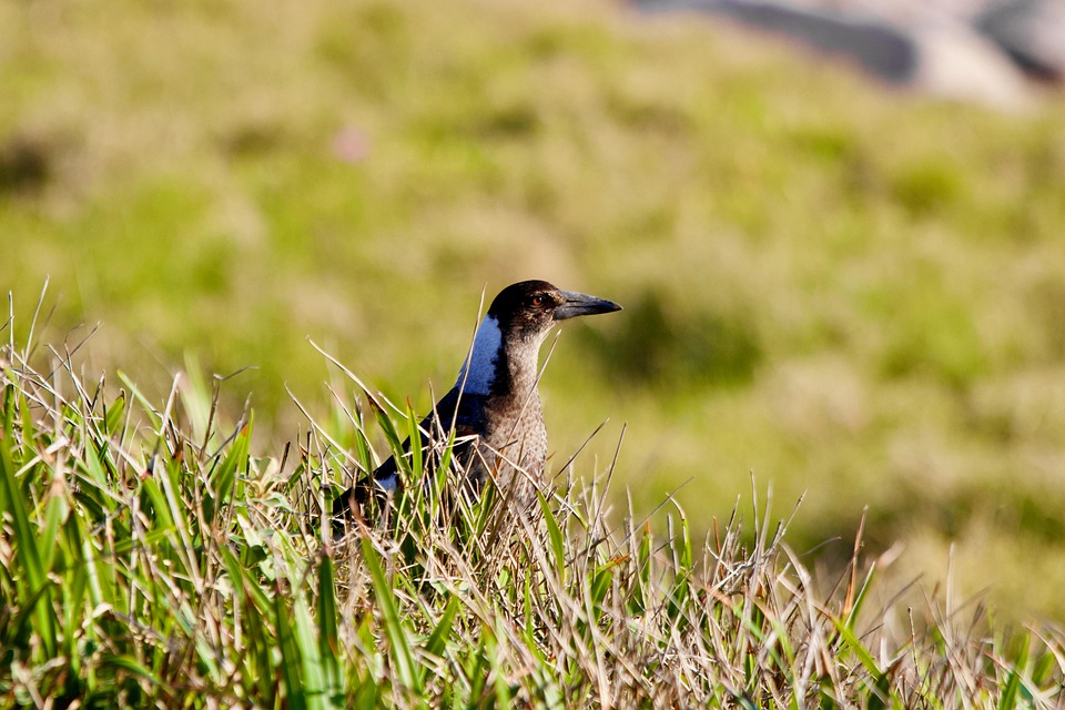 Australische Ekster Vogel - Gratis foto op Pixabay