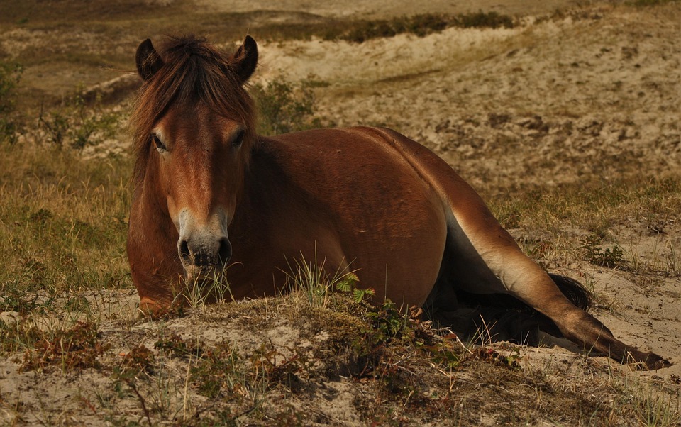 Exmoor National Park England Horse - Free photo on Pixabay - Pixabay