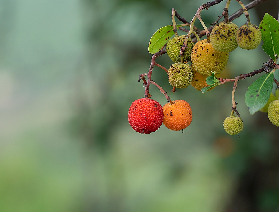 Berries Autumn Wild - Free photo on Pixabay - Pixabay