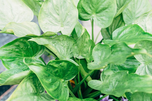 Green Leaves Foliage Plant - Free photo on Pixabay - Pixabay