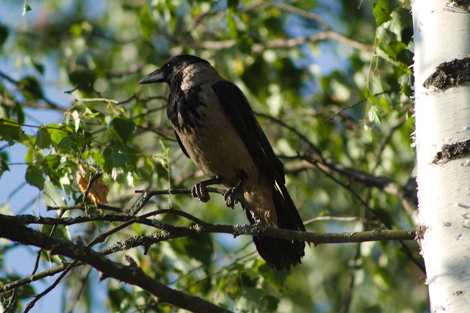Corbeau Oiseau Arbre Du Bouleau - Photo gratuite sur Pixabay - Pixabay