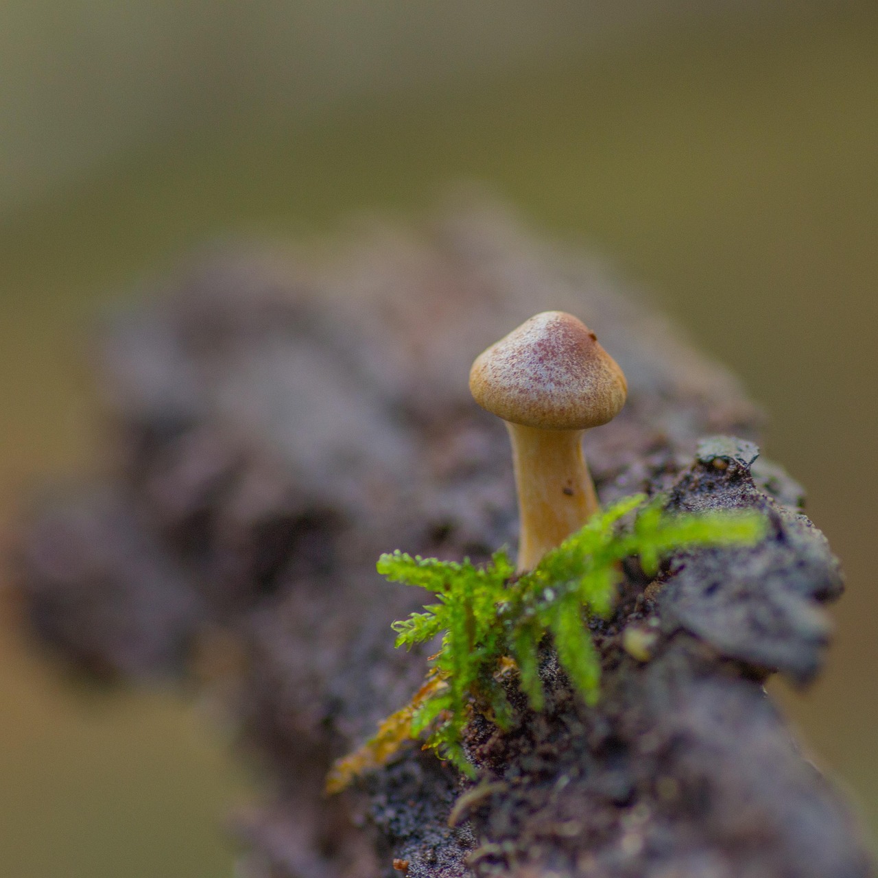 Mushroom Fungi Mycology - Free photo on Pixabay - Pixabay