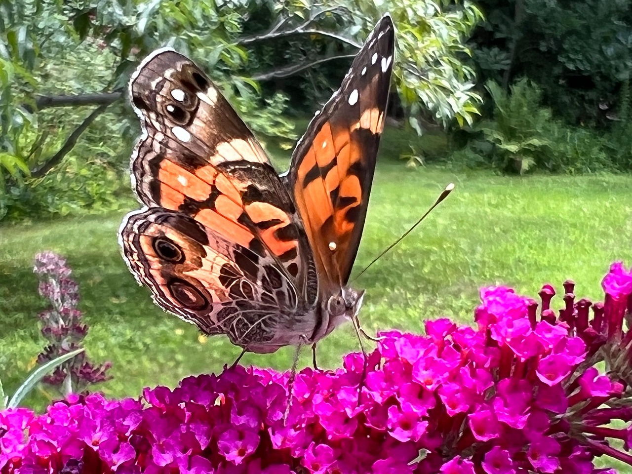 American Lady Butterfly - Free photo on Pixabay - Pixabay