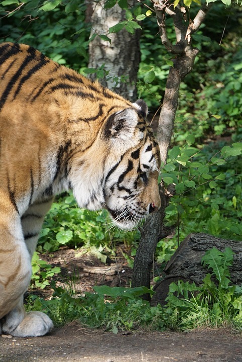 Tiger Tierwelt Großkatze - Kostenloses Foto auf Pixabay - Pixabay