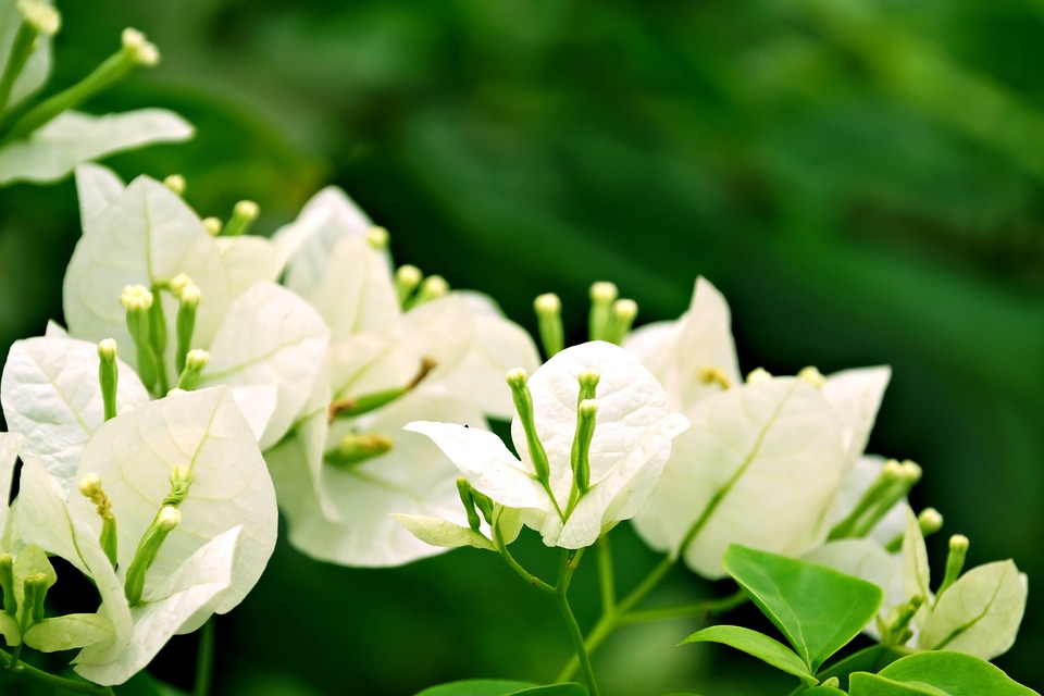 九重葛 白色的花 白九重葛 - Pixabay上的免费照片