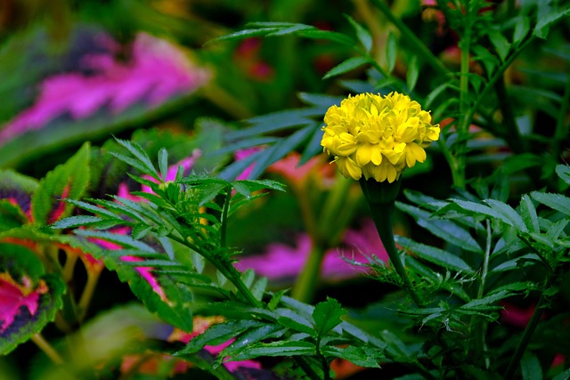 Souci Fleur Plantes - Photo gratuite sur Pixabay - Pixabay