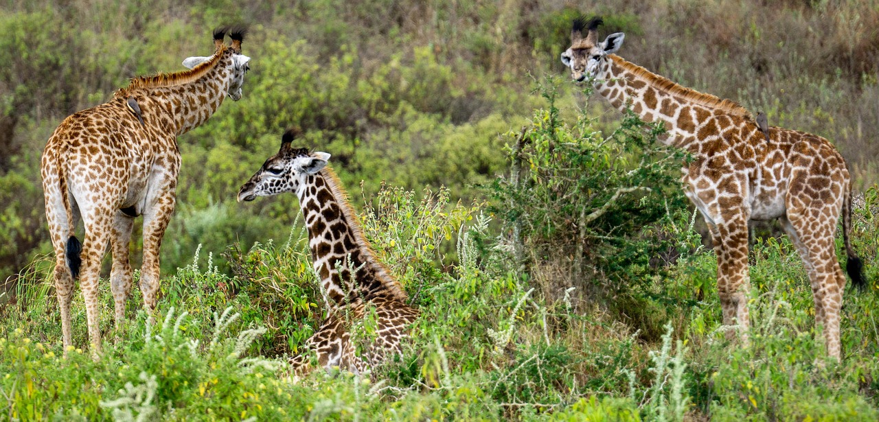 Giraffes Animals Wildlife - Free photo on Pixabay - Pixabay