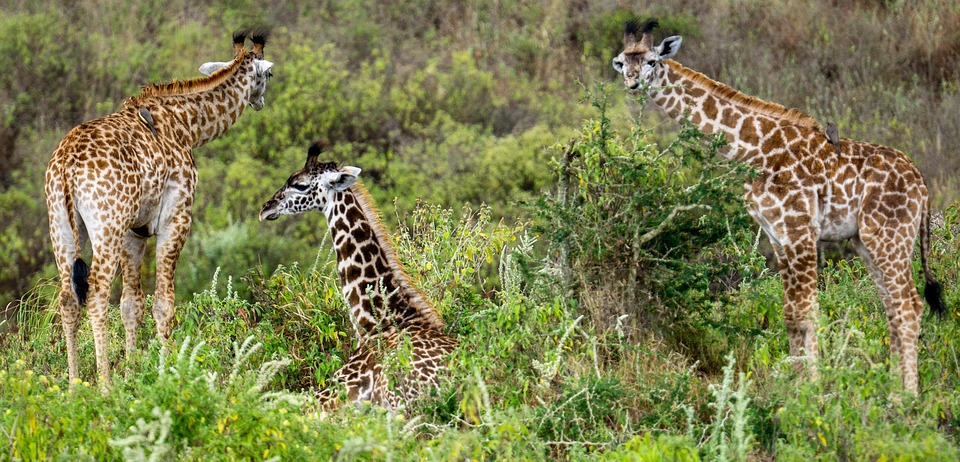 Giraffes Animals Wildlife - Free photo on Pixabay - Pixabay