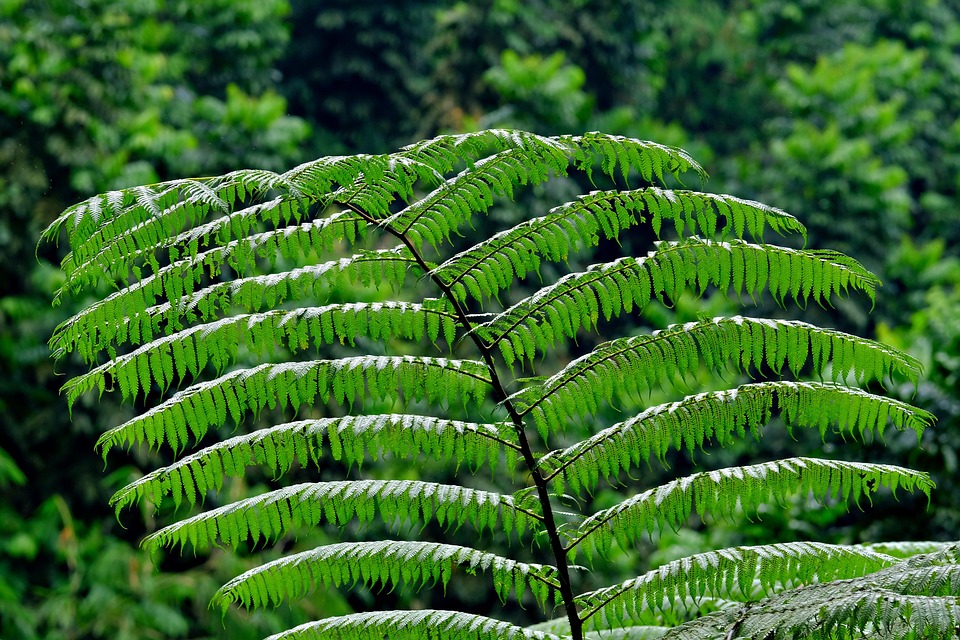 Samambaia Folhas Planta - Foto gratuita no Pixabay - Pixabay