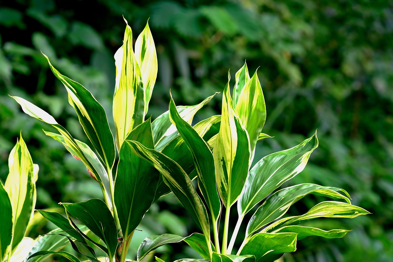 Sale De Planta Naturaleza - Foto gratis en Pixabay - Pixabay