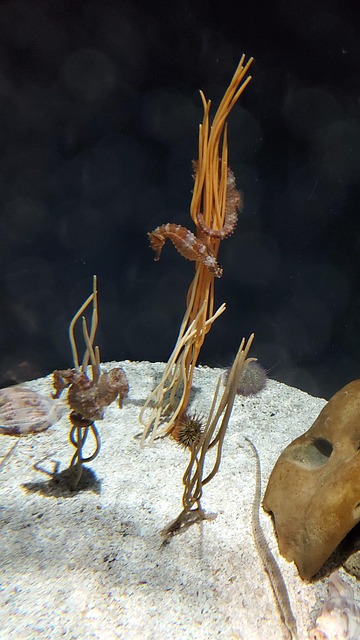 Seahorse Fish Underwater - Free photo on Pixabay - Pixabay