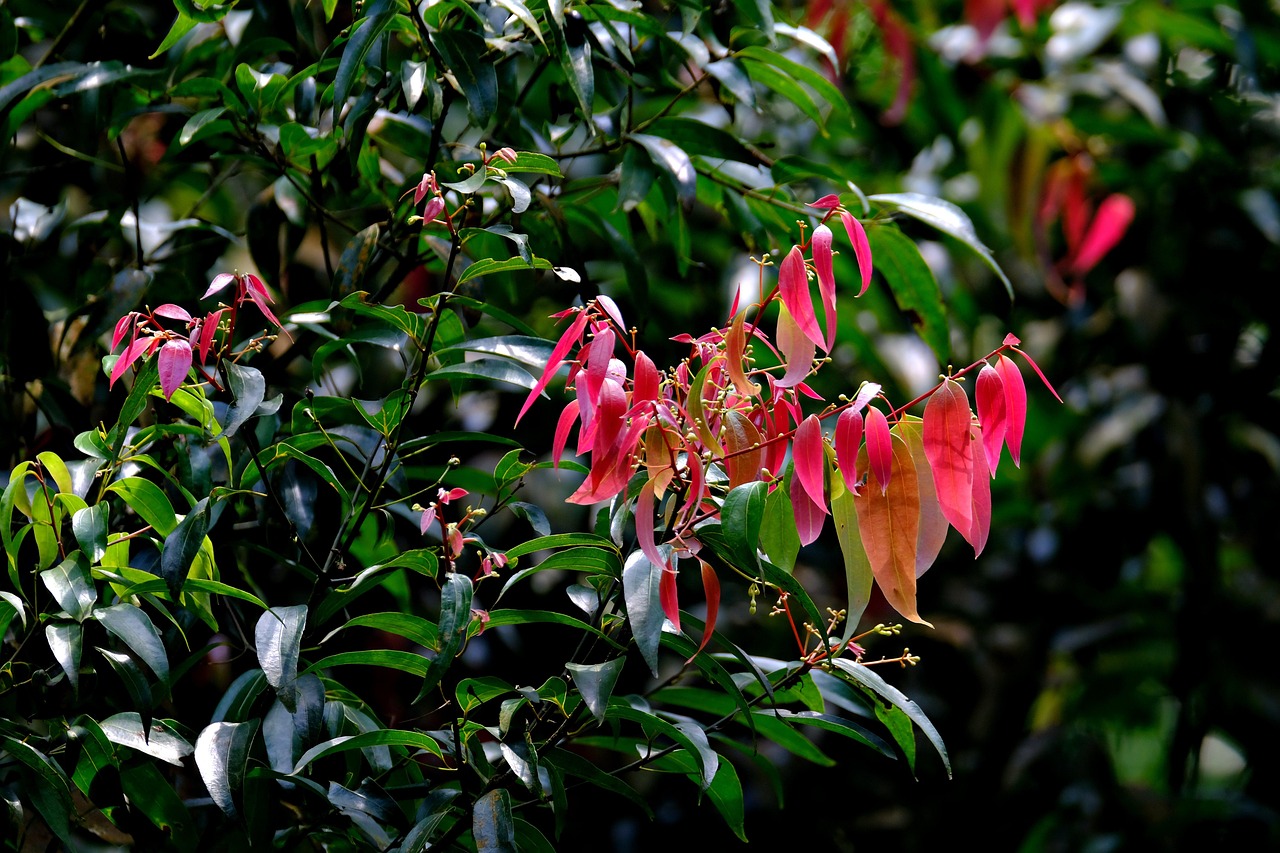 Folhas Vermelhas Planta - Foto gratuita no Pixabay - Pixabay