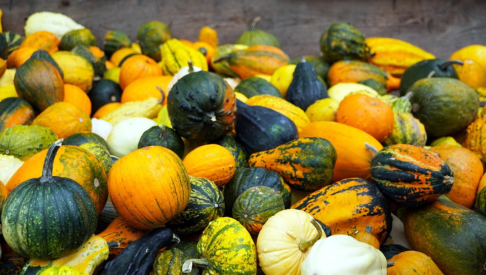 Pumpkins Gourds Vegetables - Free photo on Pixabay - Pixabay