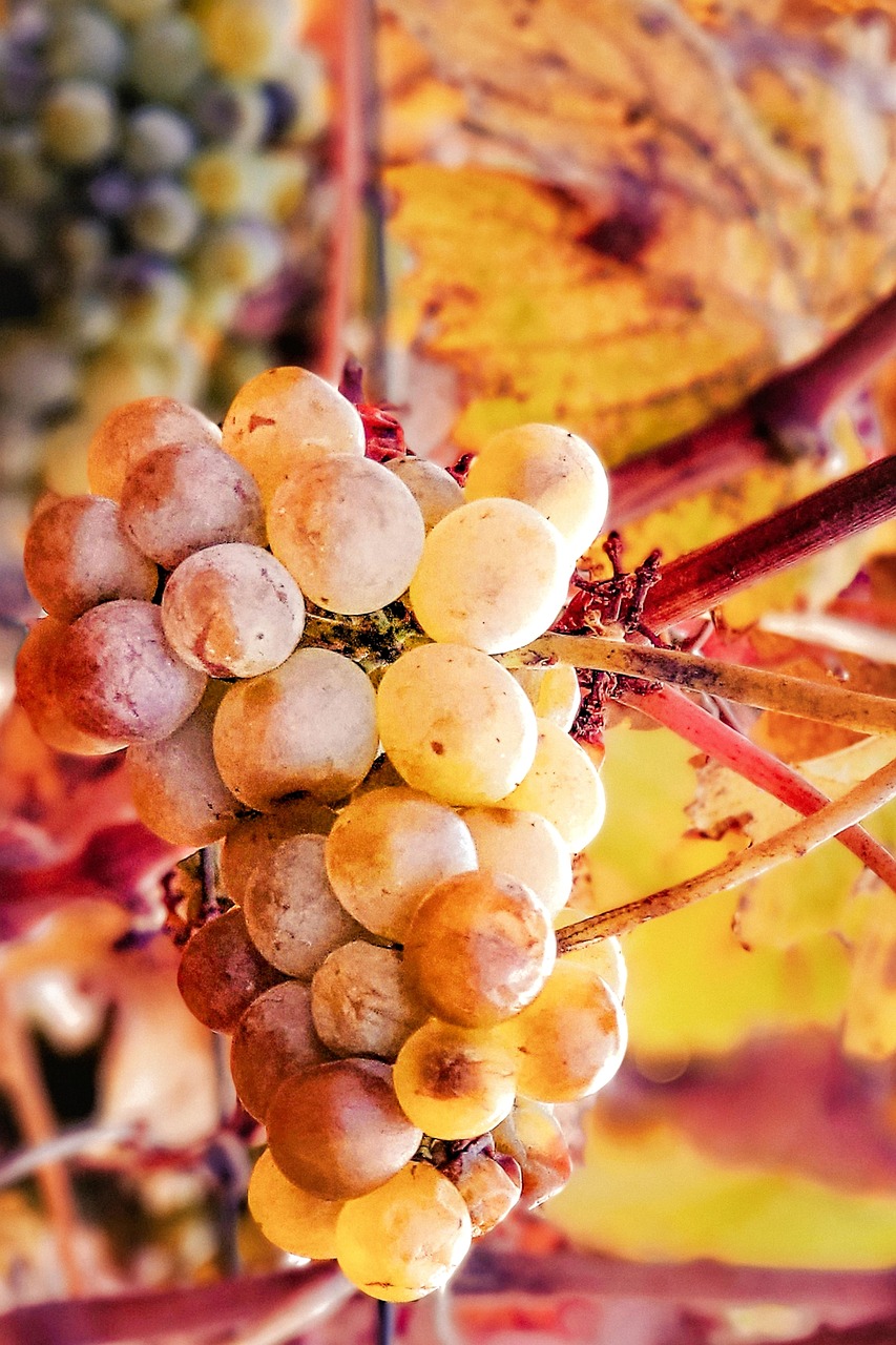 Grapes Vineyard Fruits - Free photo on Pixabay