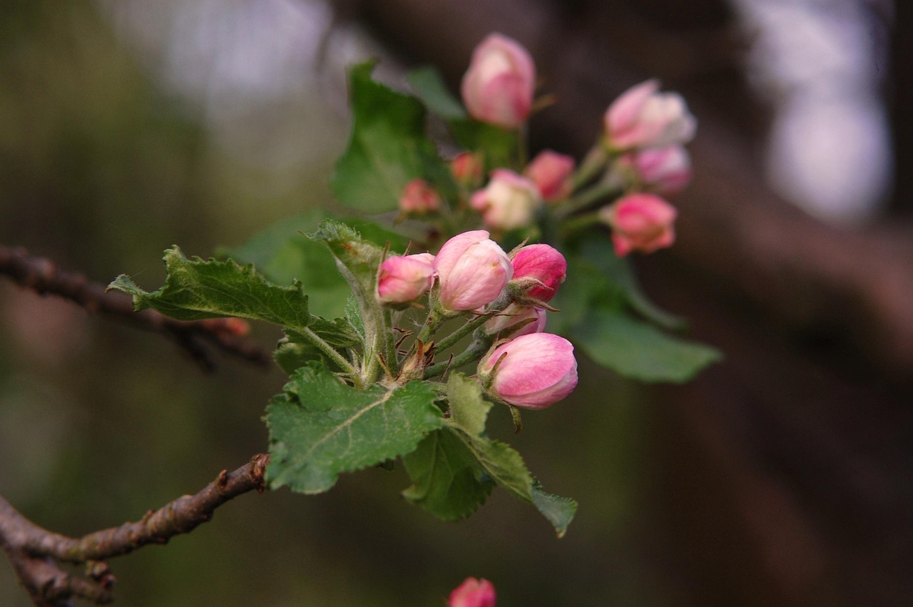 Flowers Apple Blossoms Pink - Free photo on Pixabay - Pixabay