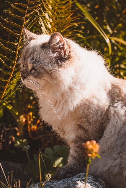 Gato Doméstico Animal Animais - Foto gratuita no Pixabay