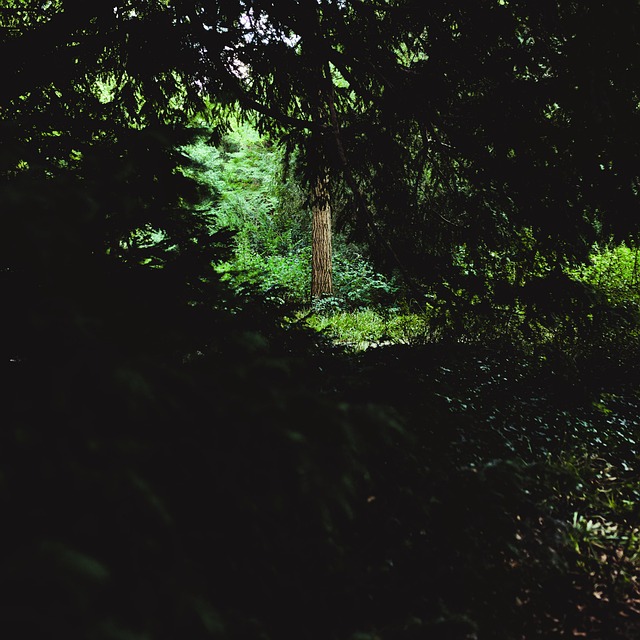 Träd Skog Natur - Gratis foto på Pixabay - Pixabay