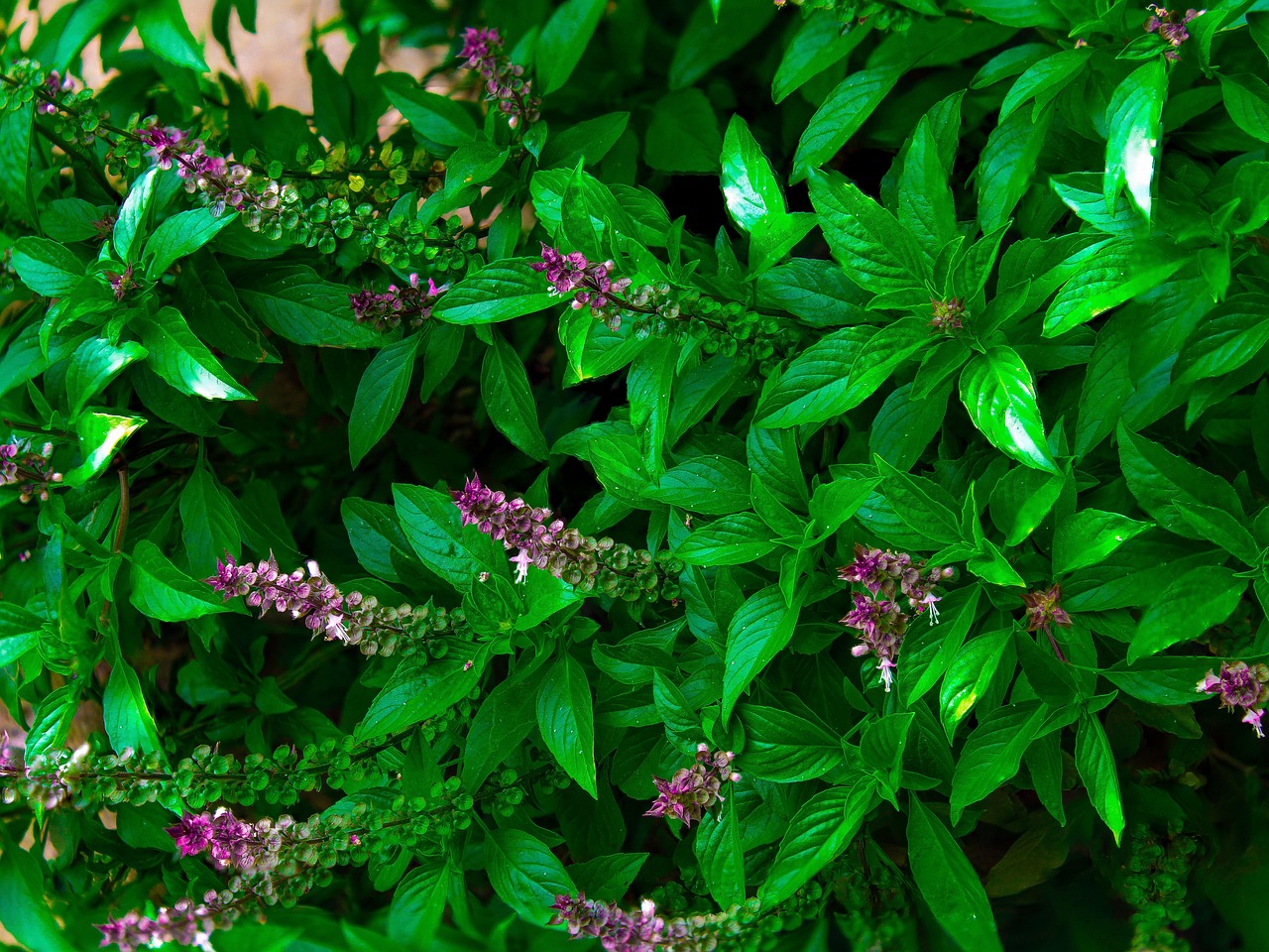 Tai Basil Flower Nature - Free photo on Pixabay - Pixabay