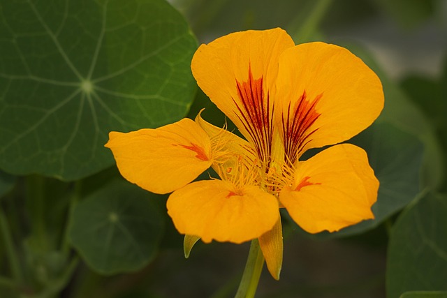 Yellow Flower Bloom - Free photo on Pixabay