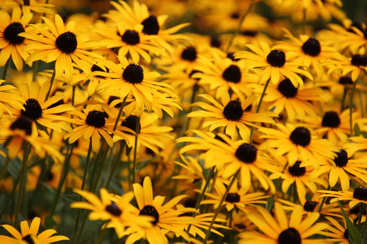 Coneflowers Flowers Rudbeckia - Free photo on Pixabay