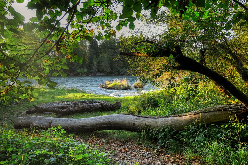 Riverbank River Forest - Free photo on Pixabay