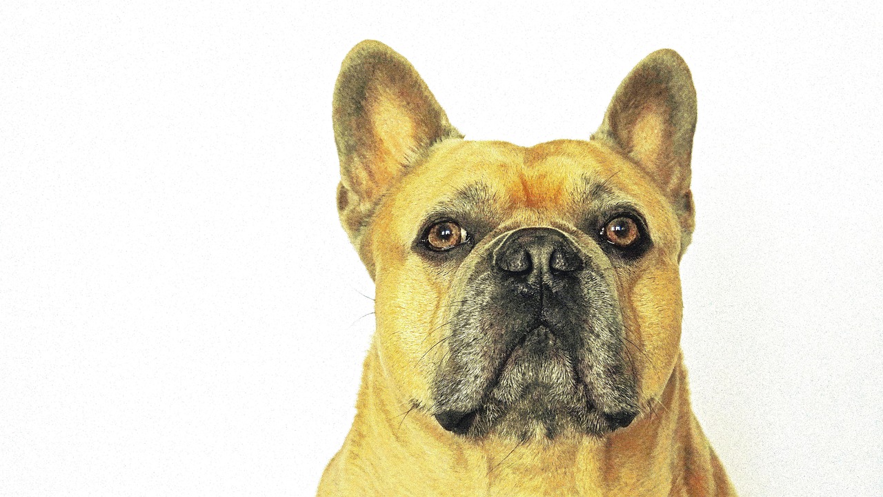 Bulldog Francés Perro Retrato - Foto gratis en Pixabay - Pixabay