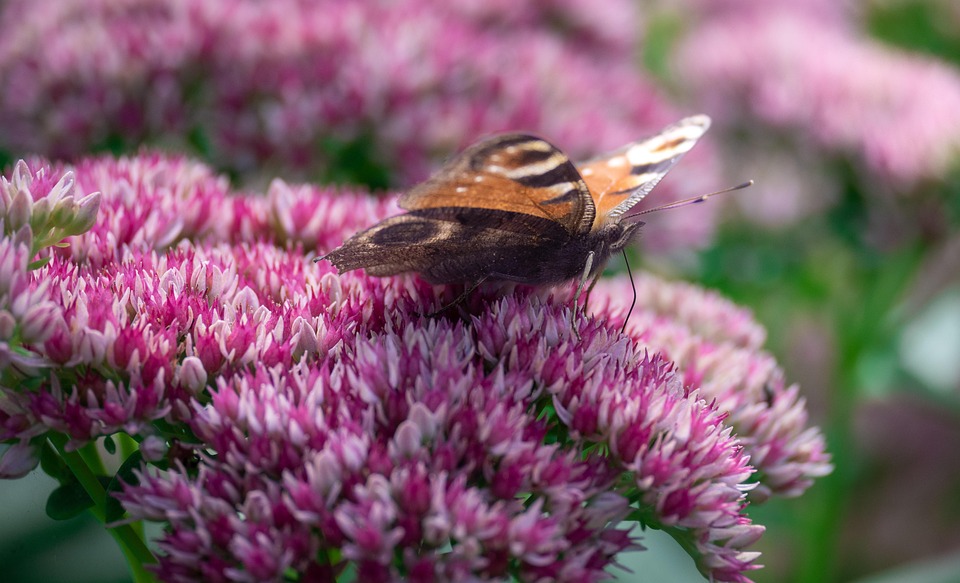 Flores Cor De Rosa Borboleta - Foto gratuita no Pixabay