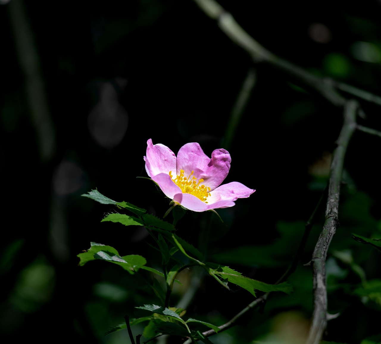 Flower Pink Garden - Free photo on Pixabay - Pixabay