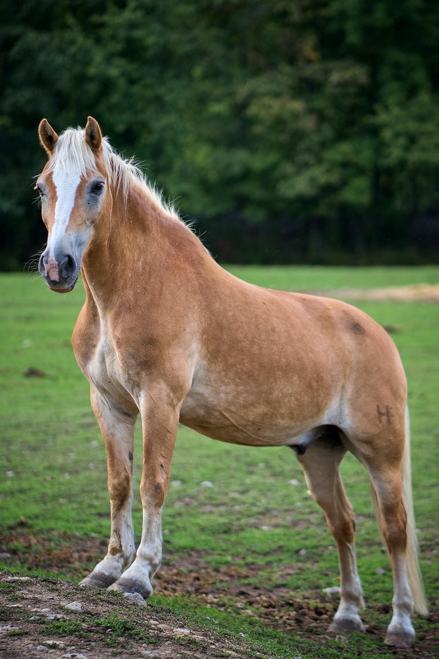 Caballo Animal Mamífero - Foto gratis en Pixabay - Pixabay