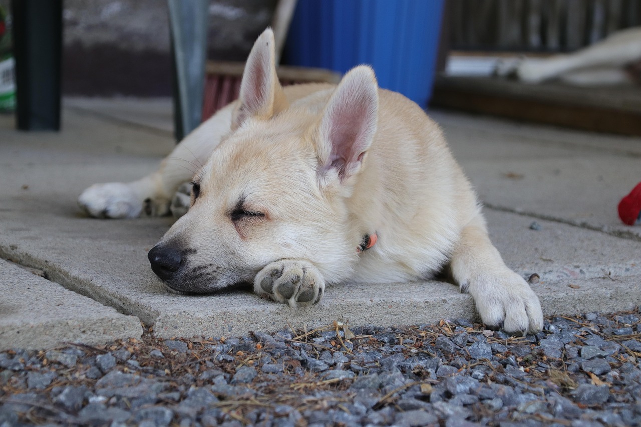 Norwegian Buhund Dog Sleeping - Free photo on Pixabay