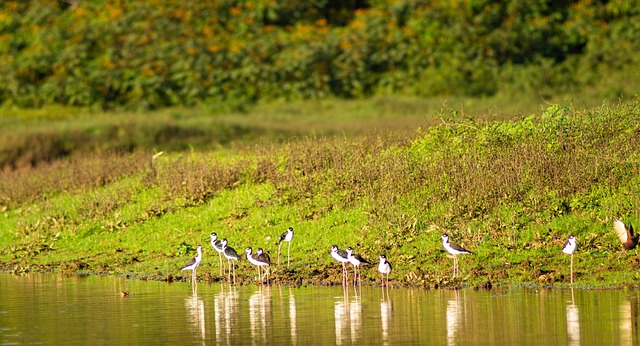 Costa Rica Lake Waterbirds - Free photo on Pixabay