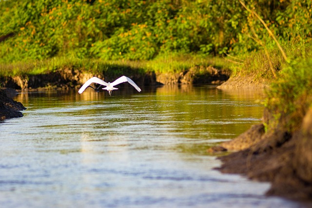 Costa Rica Río Pájaro Ave - Foto gratis en Pixabay - Pixabay