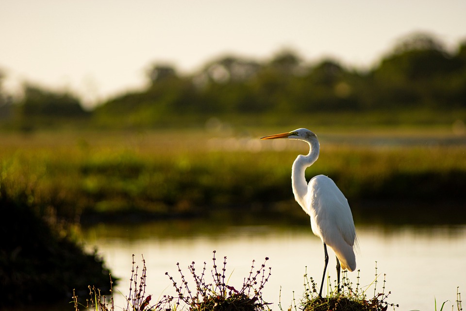 Stork Lake Sunset Costa - Free photo on Pixabay - Pixabay