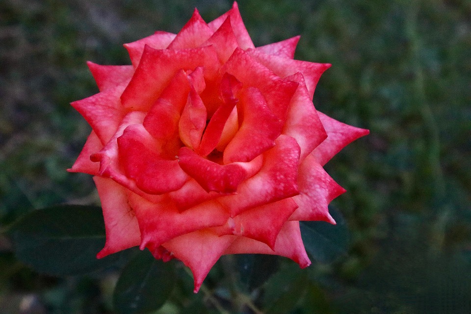 Rose Pinke Blume - Kostenloses Foto auf Pixabay - Pixabay