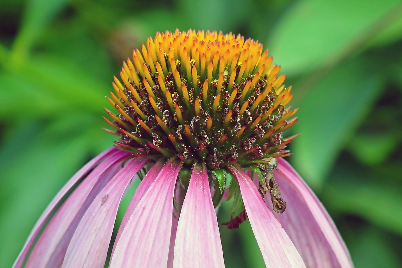 Bunga Ungu Kerucut Echinacea - Foto gratis di Pixabay - Pixabay