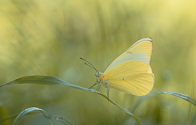 Papillon Jaune Gazon - Photo gratuite sur Pixabay - Pixabay