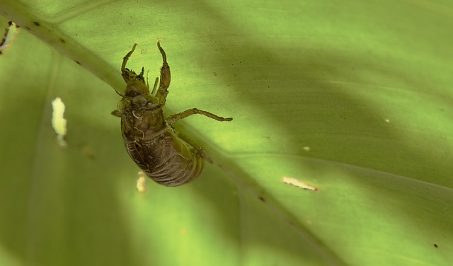 Insect Animal Dead - Free photo on Pixabay