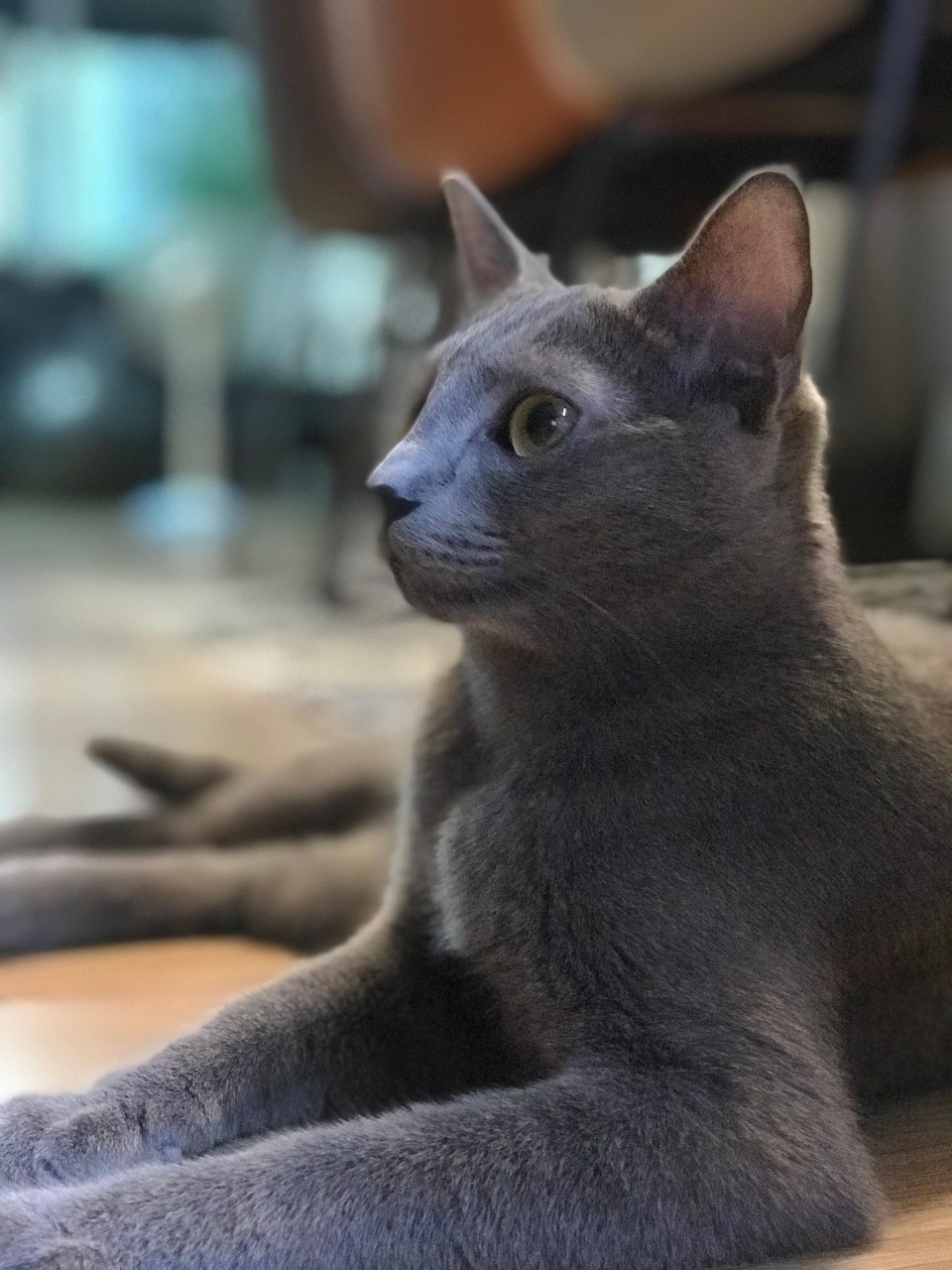 Azul Russo Gato Animal - Foto gratuita no Pixabay - Pixabay