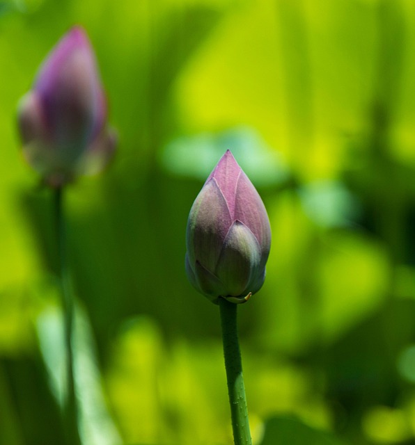 Flower Bud Lotus - Free photo on Pixabay