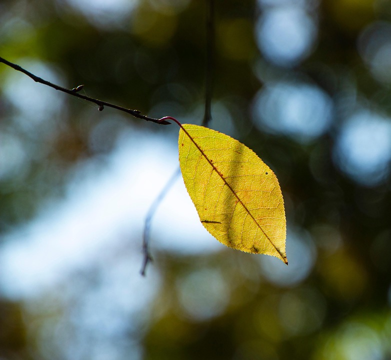 Yellow Leaf Plant Autumn - Free photo on Pixabay