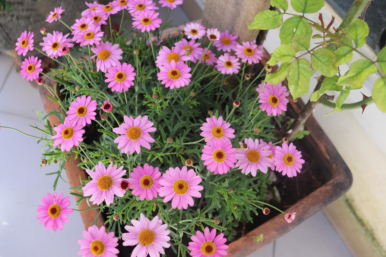 Beautiful Flower Da Lat Dalat - Free photo on Pixabay - Pixabay