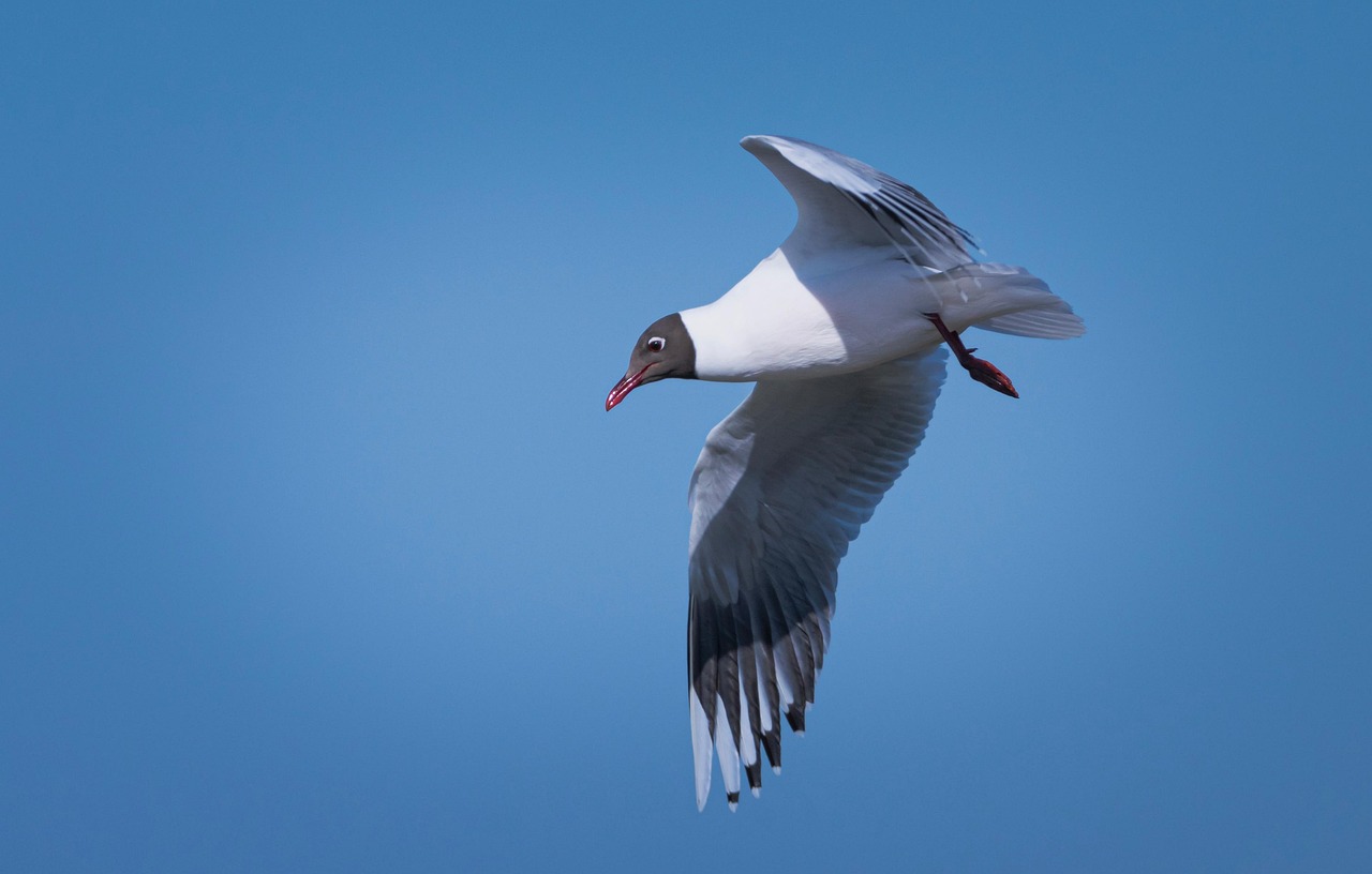 Seagull Bird Animal Flying - Free photo on Pixabay