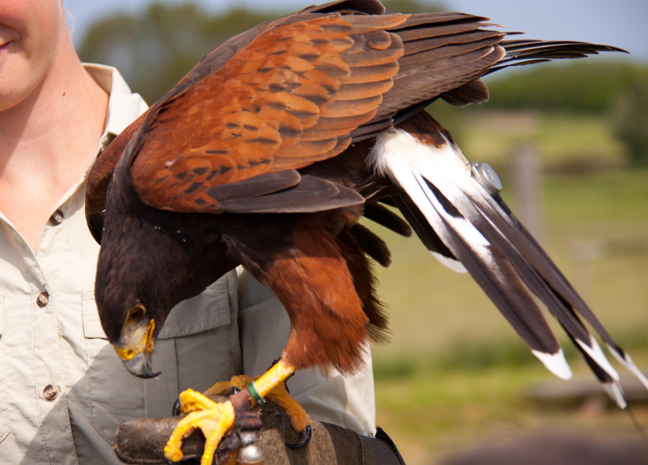 Sea Eagle Bird Of Prey - Free photo on Pixabay