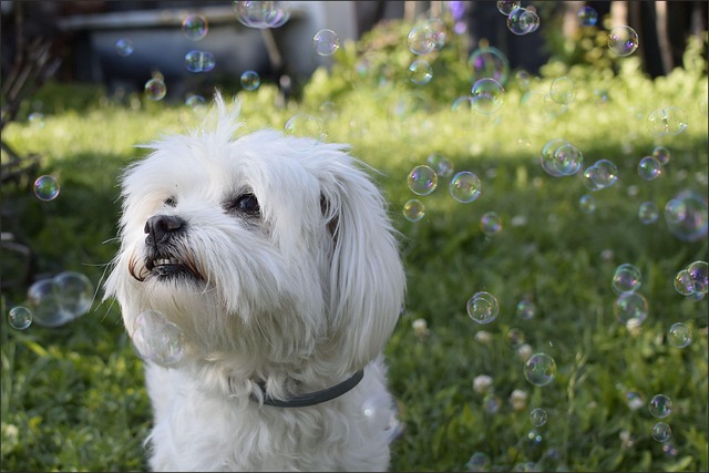 Dog Pet Bubbles - Free photo on Pixabay