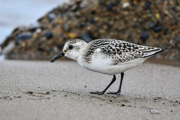 200+ Free Sandpiper & Bird Images - Pixabay