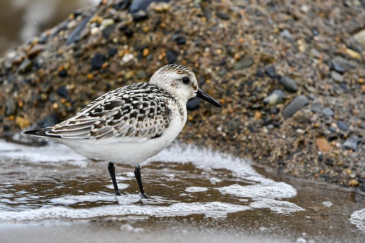 200+ Free Sandpiper & Bird Images - Pixabay