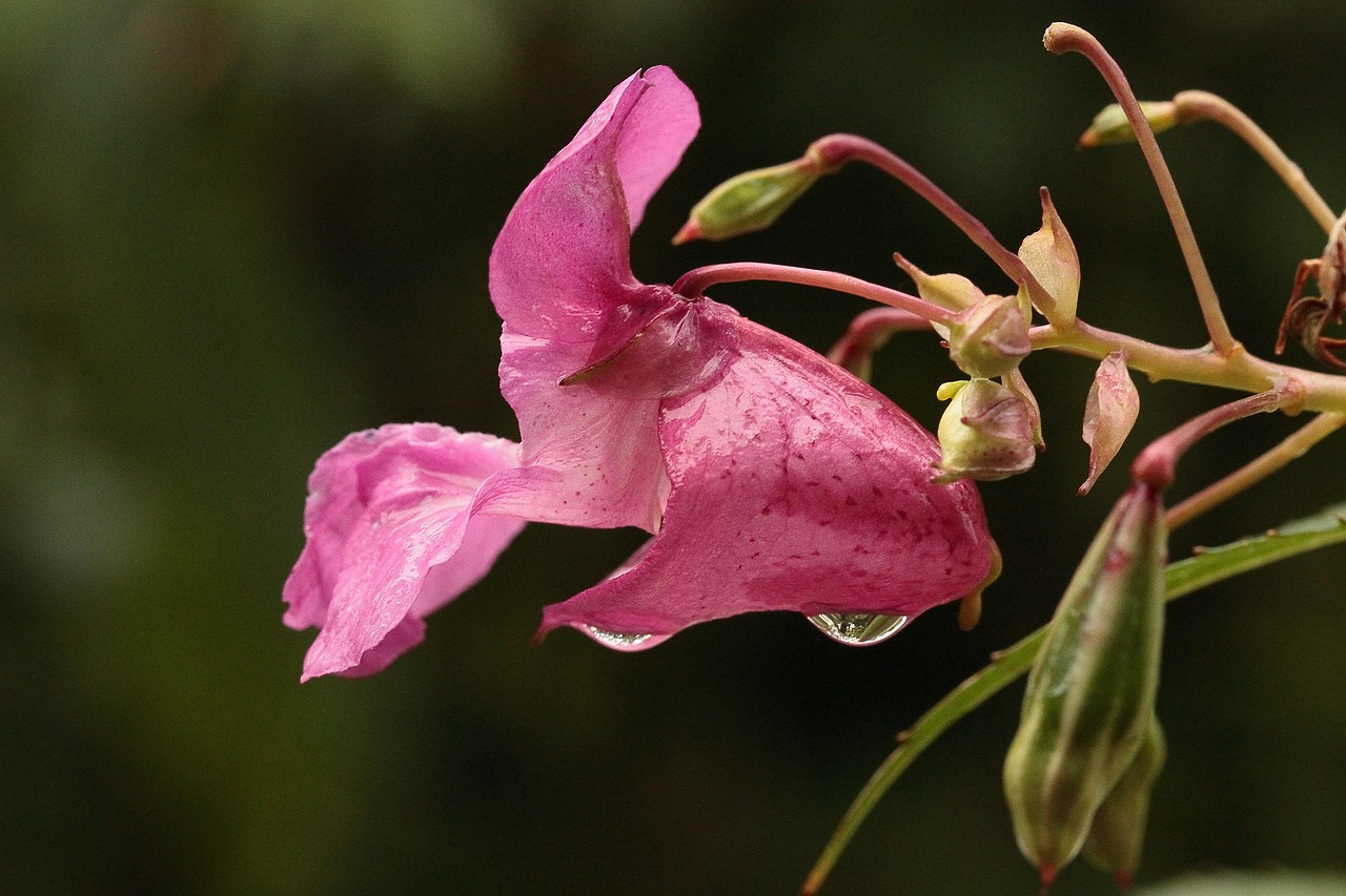Balsam Neophyte Blossom - Free photo on Pixabay - Pixabay